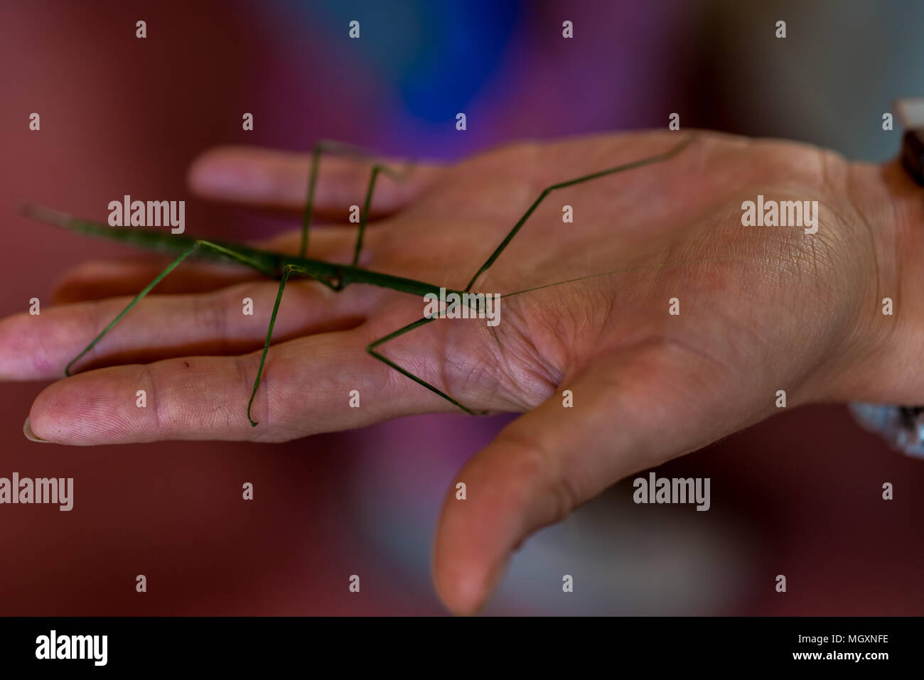 Mantis animal on human hand Stock Photo - Alamy
