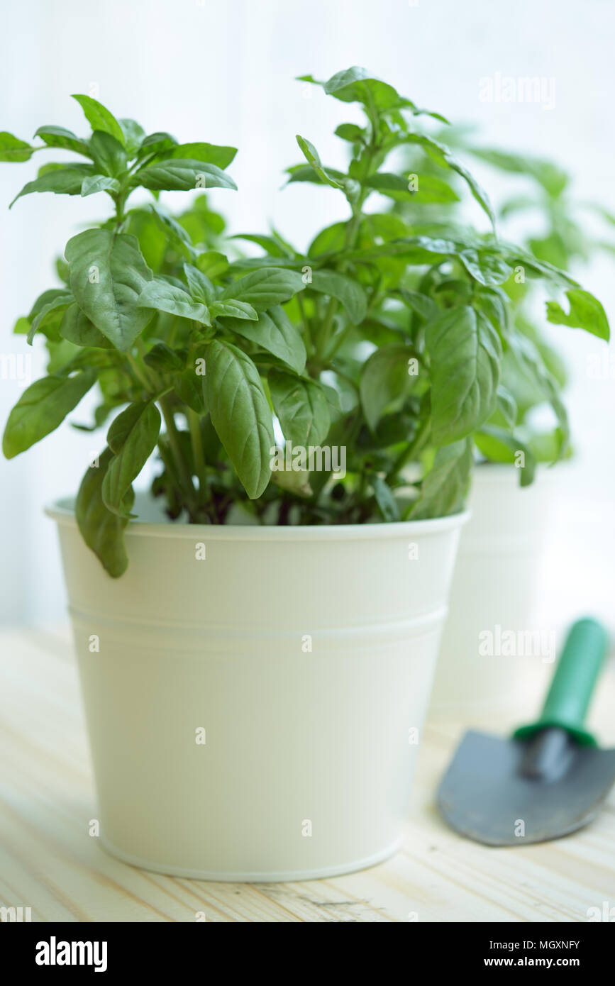 Growing a basil in a pot Stock Photo - Alamy
