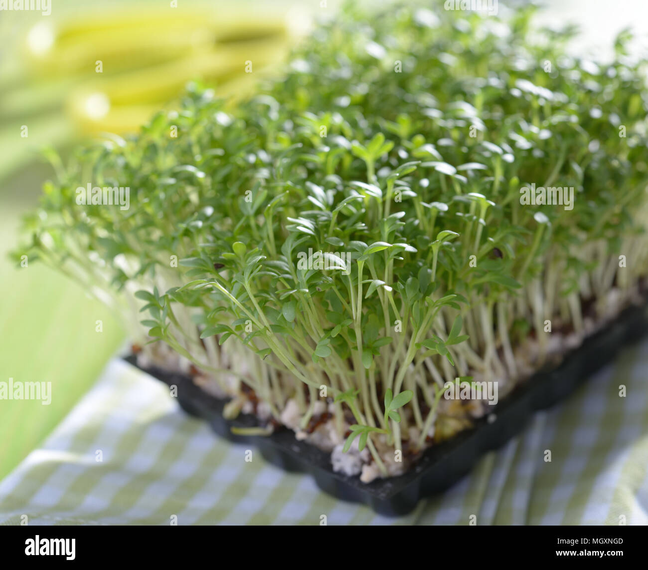 Garden cress growing on a tray Stock Photo - Alamy