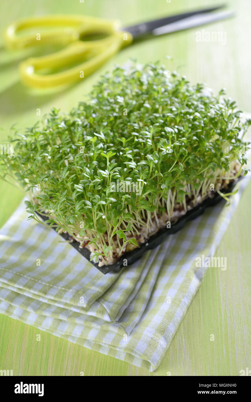 Micro cress hi-res stock photography and images - Alamy