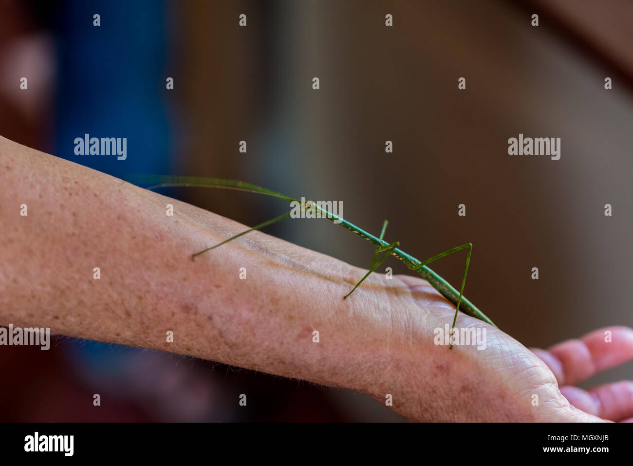 Mantis animal on human hand Stock Photo - Alamy