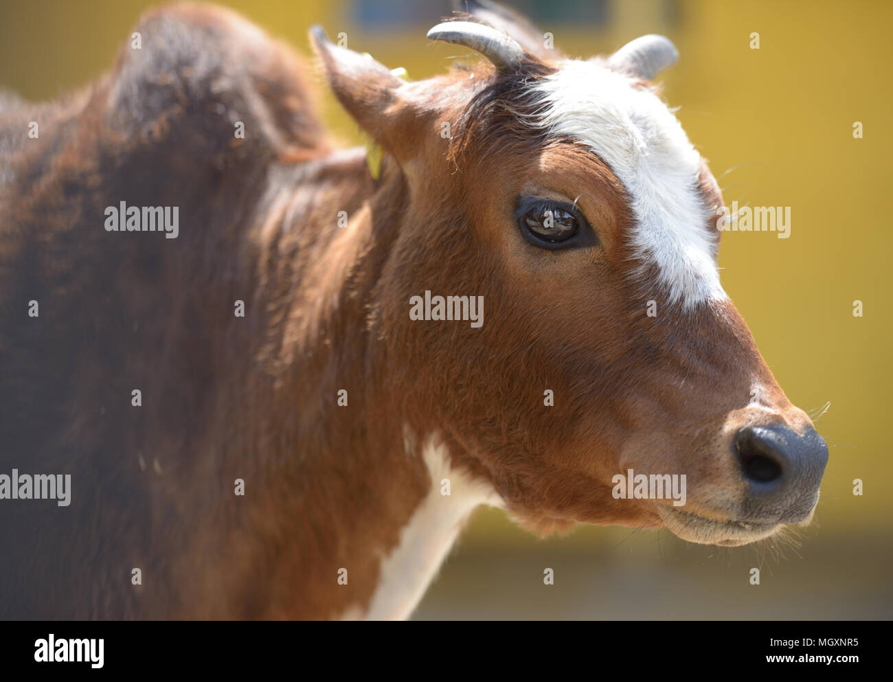 Portrait of zebu in the zoo Stock Photo - Alamy
