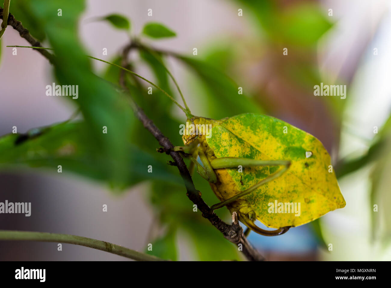 Beetle camouflaged in nature Stock Photo - Alamy