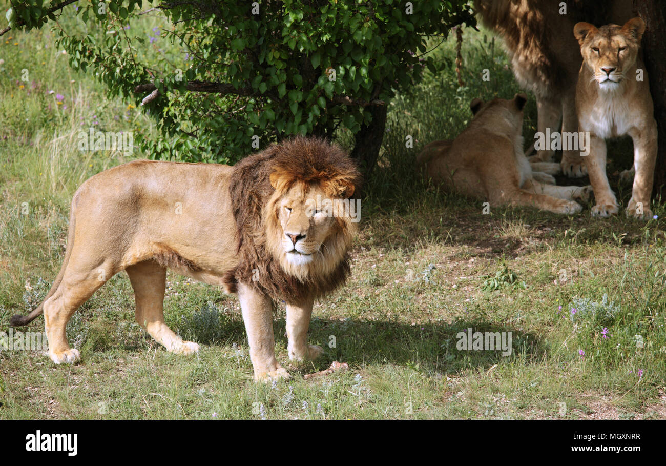 Lion Lying Under A Tree High Resolution Stock Photography and Images ...