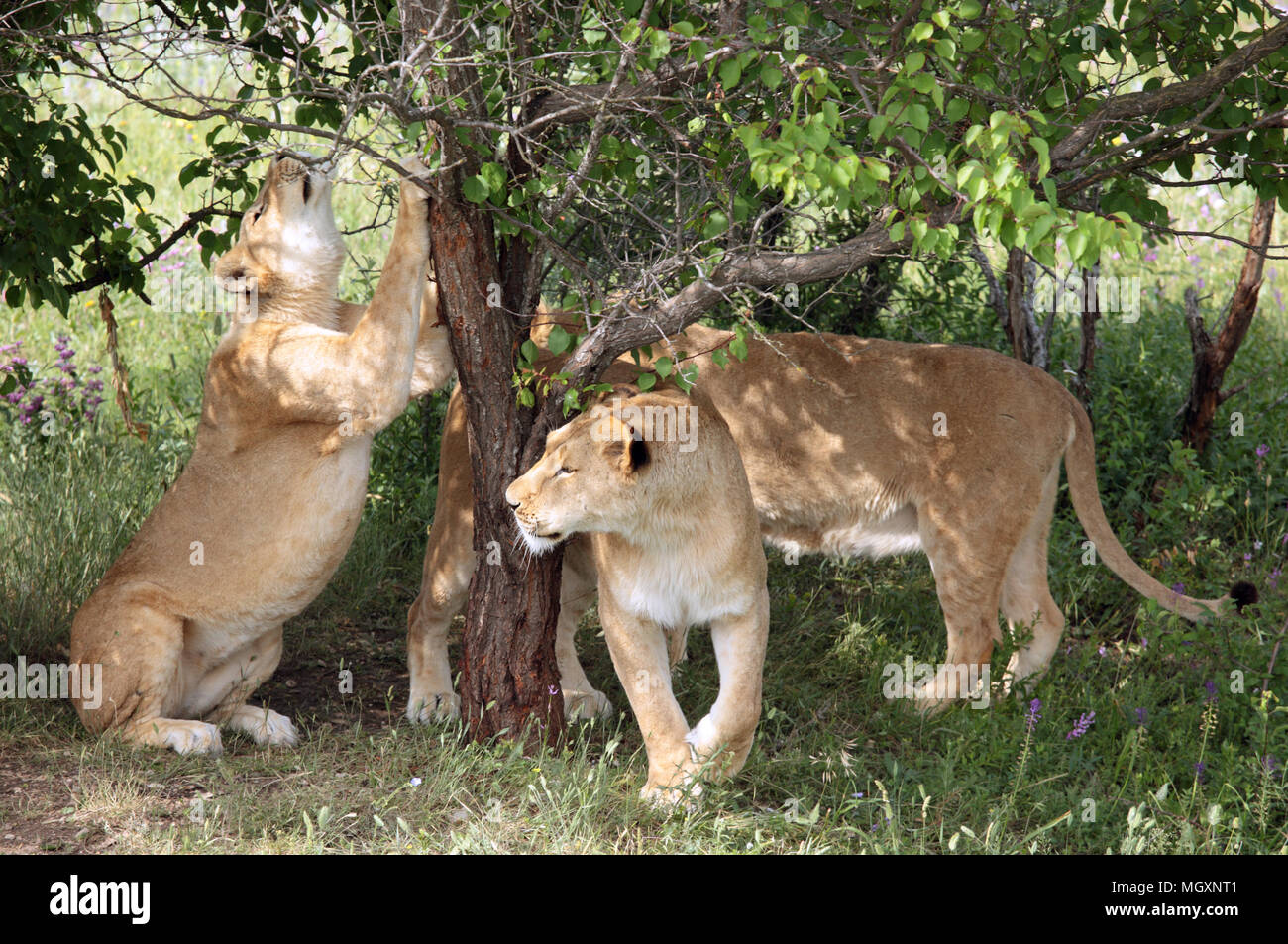 Lion sharpens claws under a tree Stock Photo - Alamy