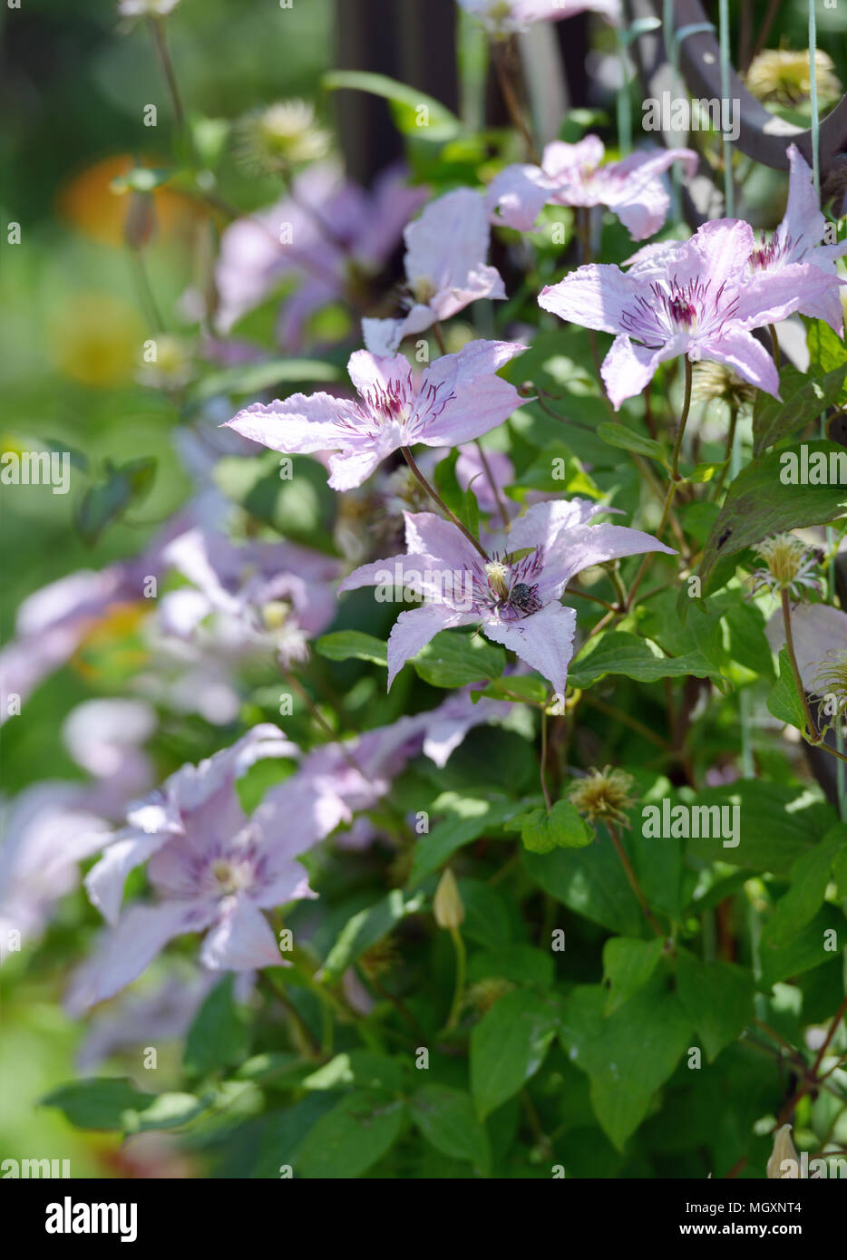 Pruning clematis summer hi-res stock photography and images - Alamy