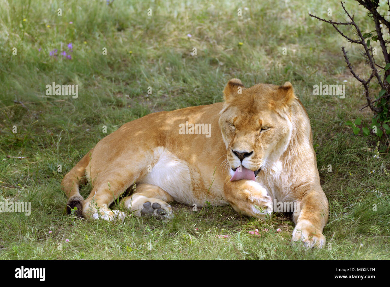Lion licks his paw on a lawn Stock Photo - Alamy