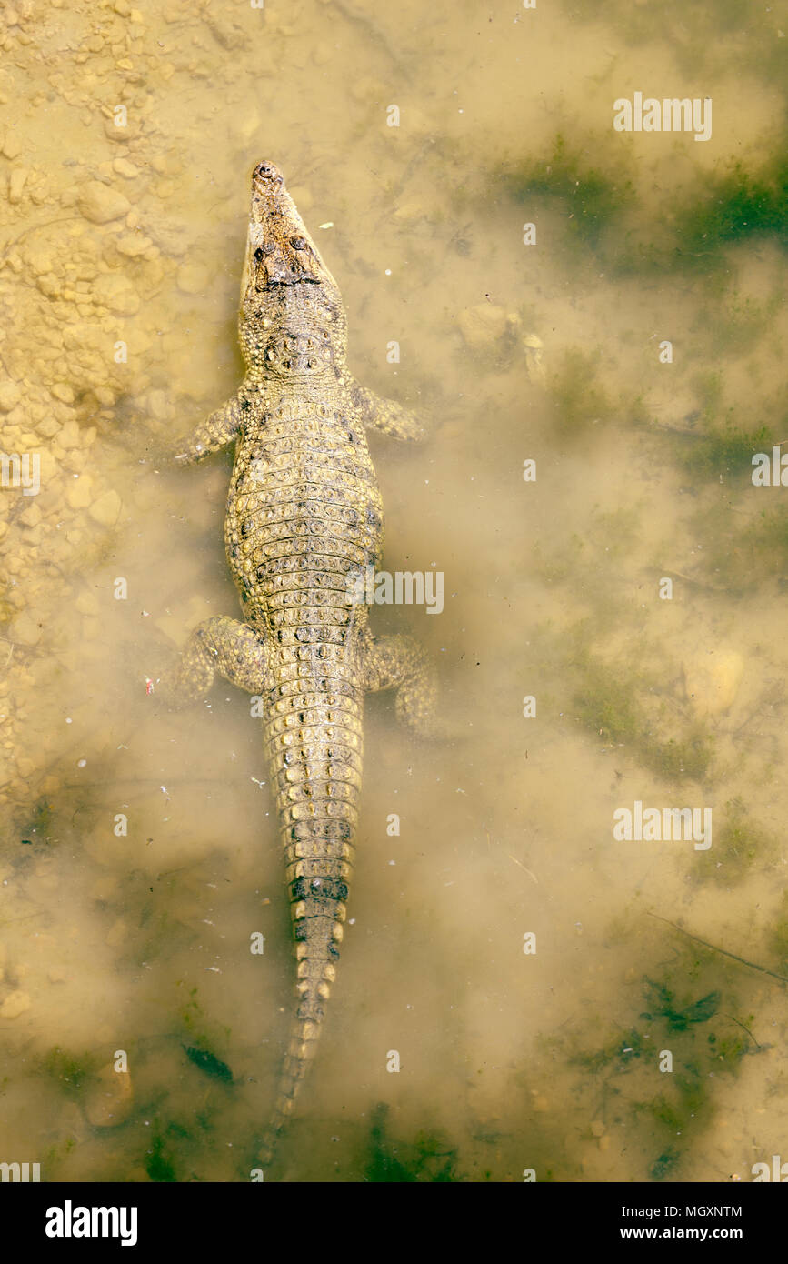 Crocodile in a pond. Top view Stock Photo - Alamy