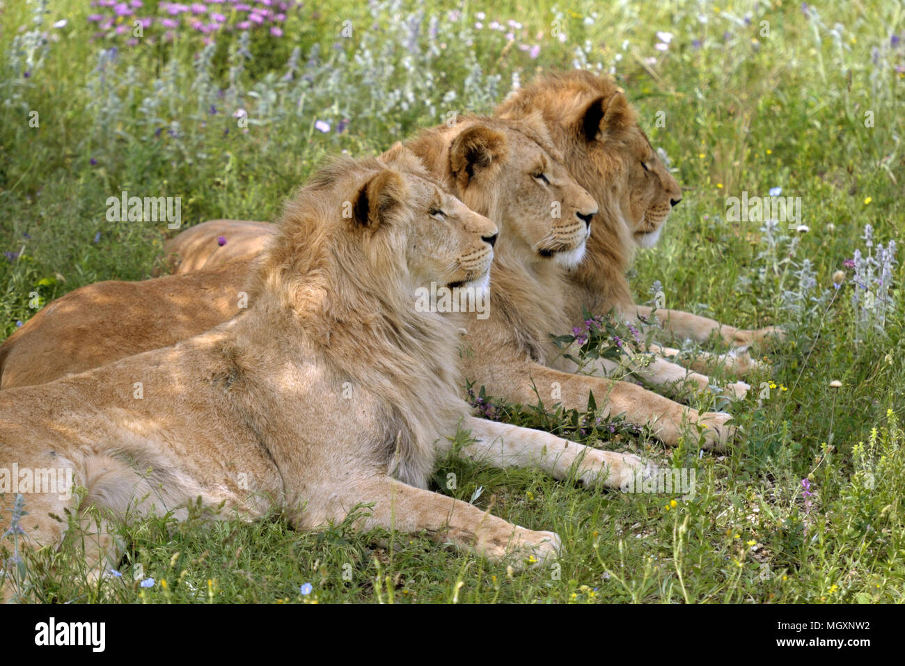 Three lions resting under a tree Stock Photo - Alamy