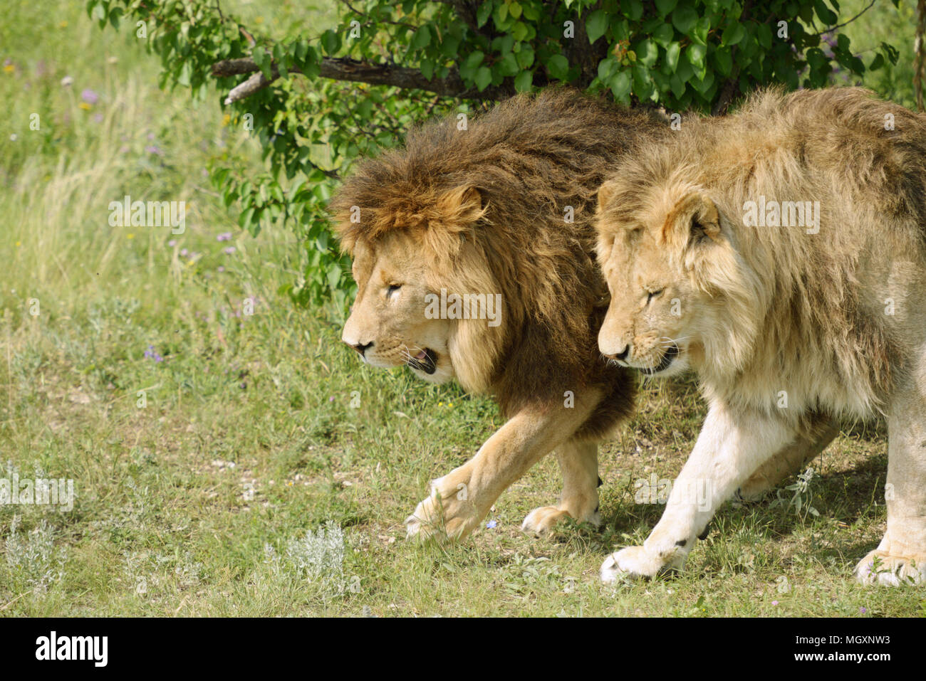 Two Lions walking under a tree Stock Photo - Alamy