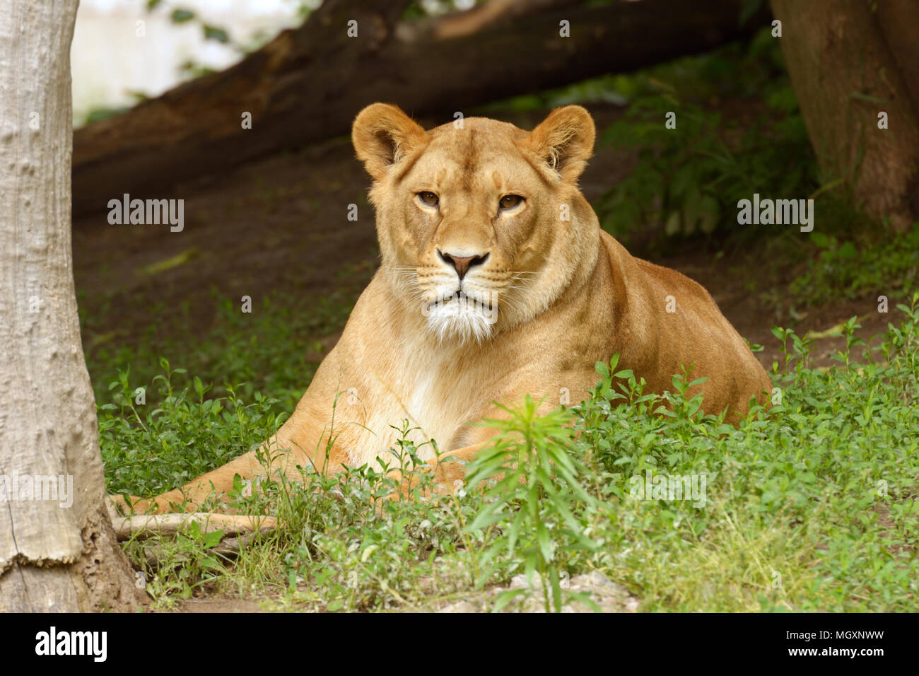 Lion resting under a tree Stock Photo - Alamy