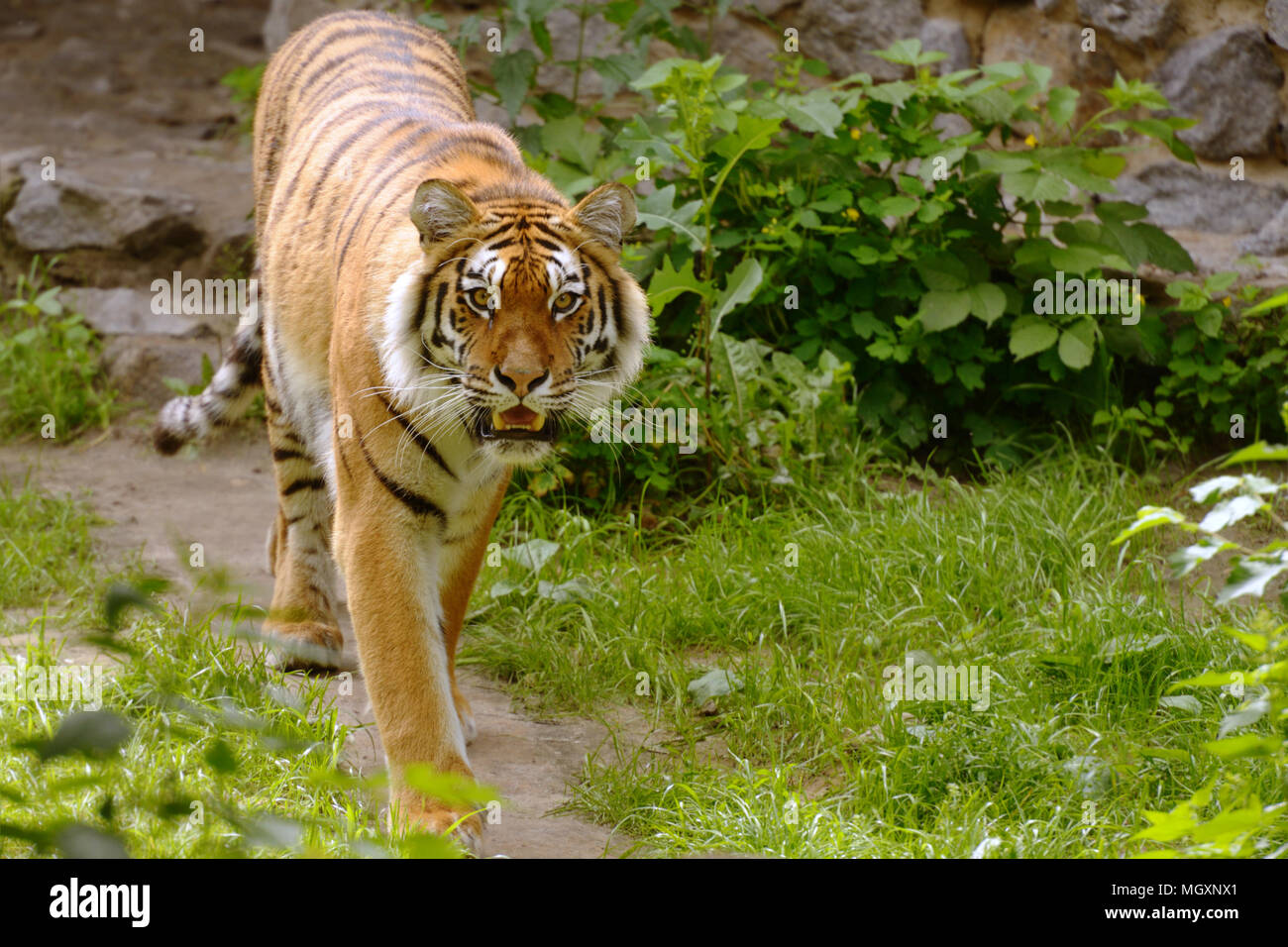 Growling tiger hi-res stock photography and images - Alamy