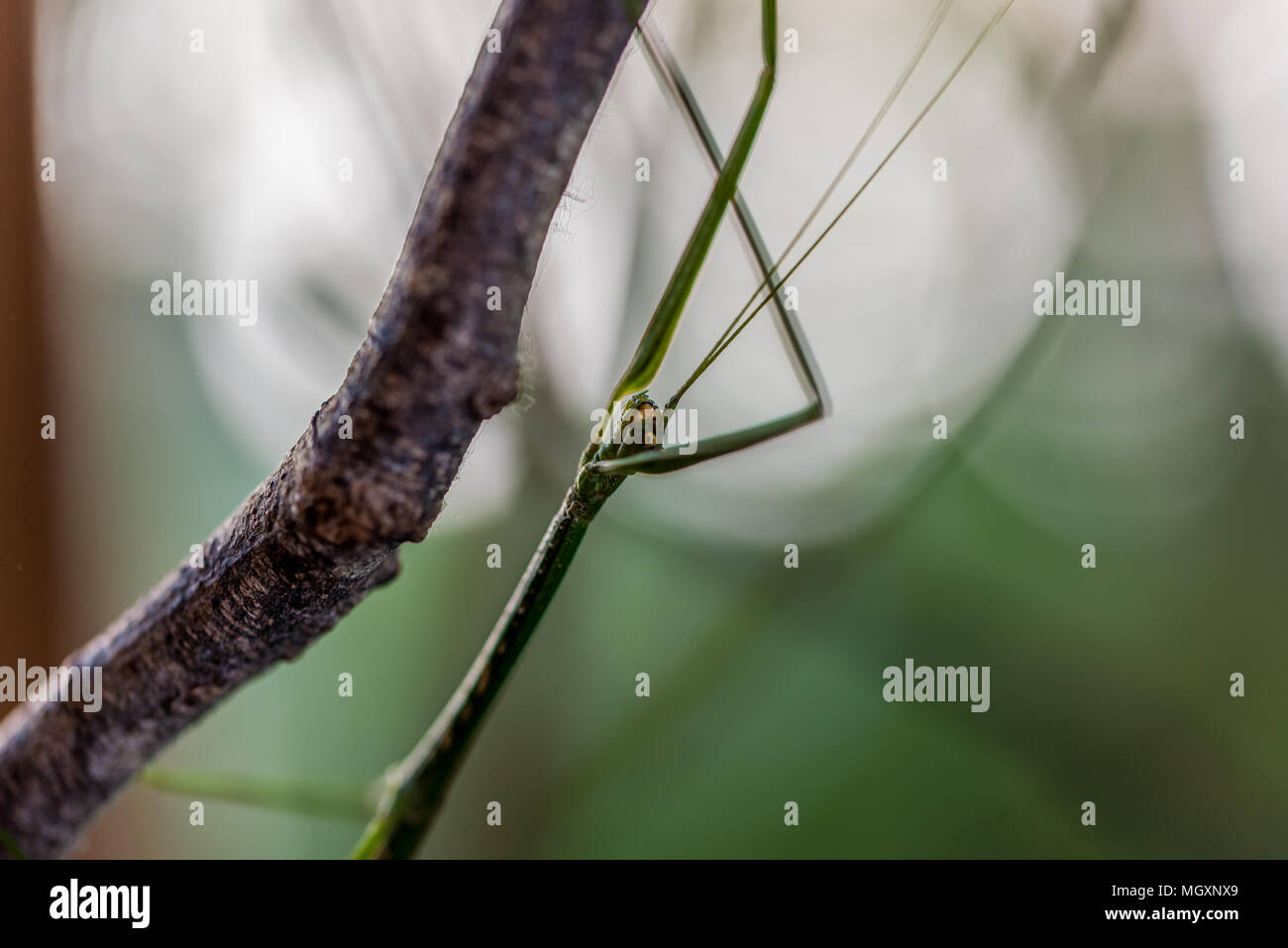 Mantis animal in nature Stock Photo - Alamy