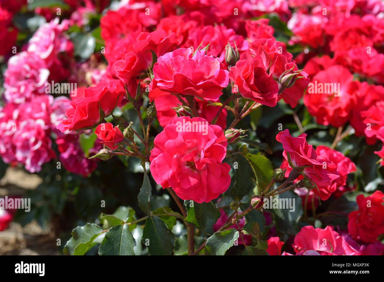 Eternity perfume hi-res stock photography and images - Alamy