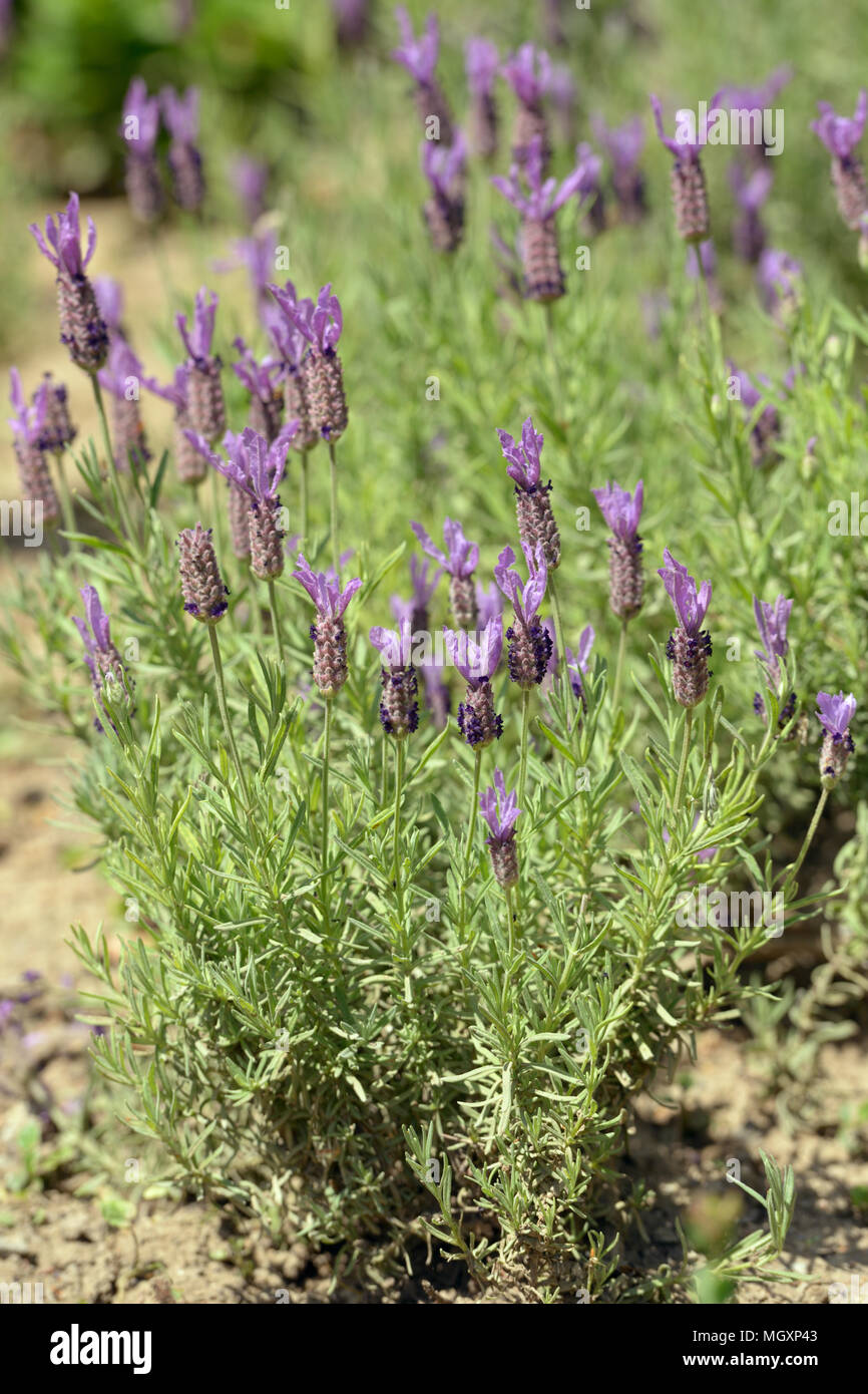 Bush of lavender with flowers Stock Photo - Alamy