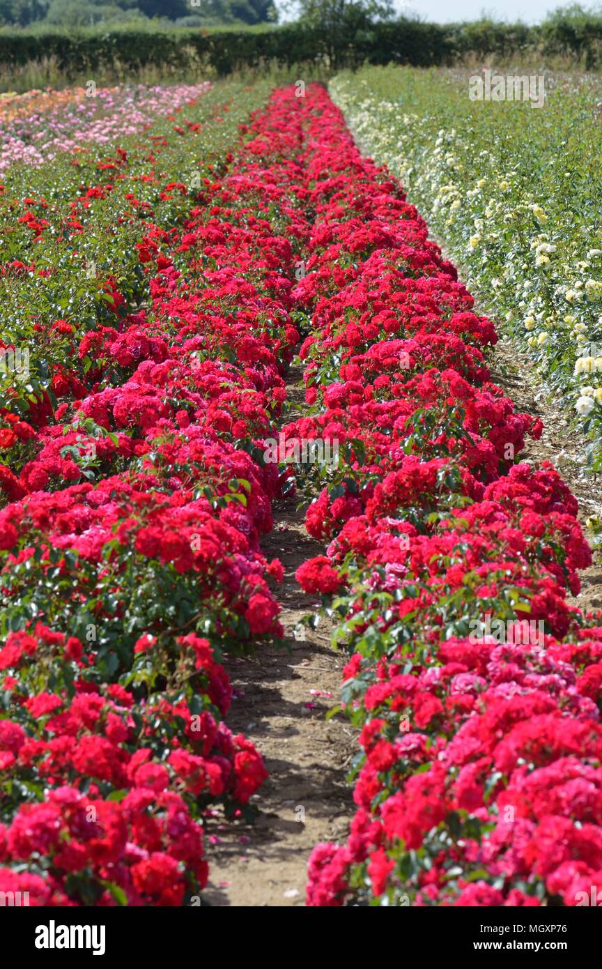 Eternity perfume hi-res stock photography and images - Alamy