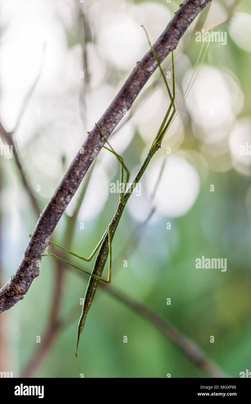 Mantis animal in nature Stock Photo - Alamy