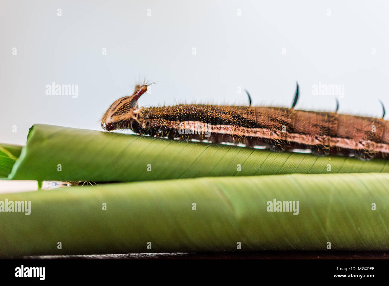Caterpillar on leaf Stock Photo - Alamy