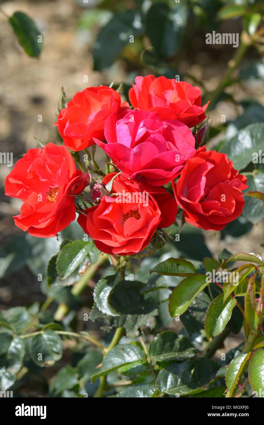 Eternity perfume hi-res stock photography and images - Alamy