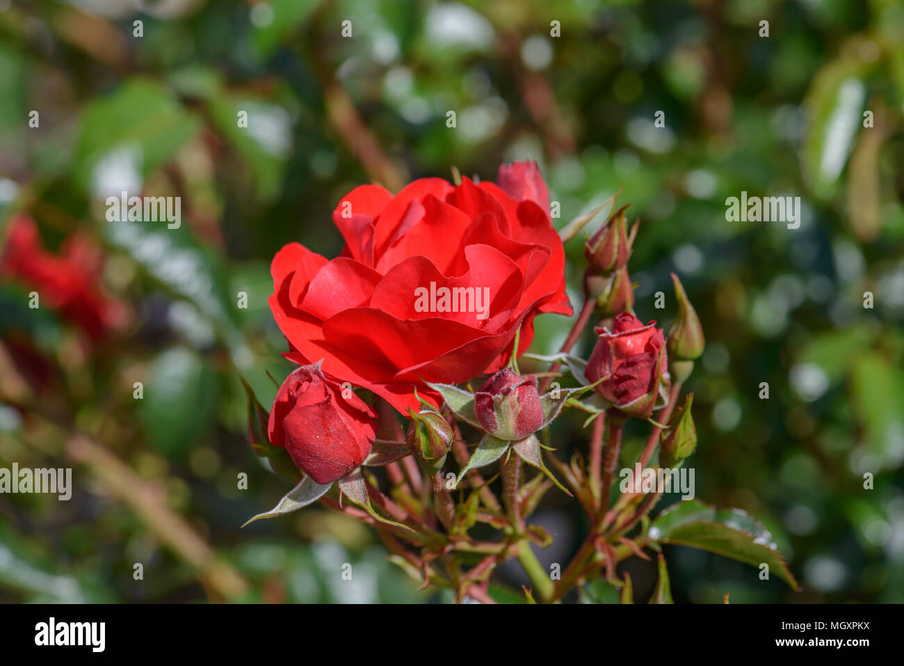 Eternity perfume hi-res stock photography and images - Alamy