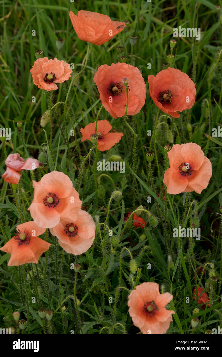 Poppy and wild flowers hi-res stock photography and images - Alamy