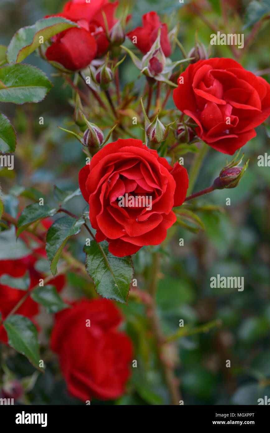 Eternity perfume hi-res stock photography and images - Alamy