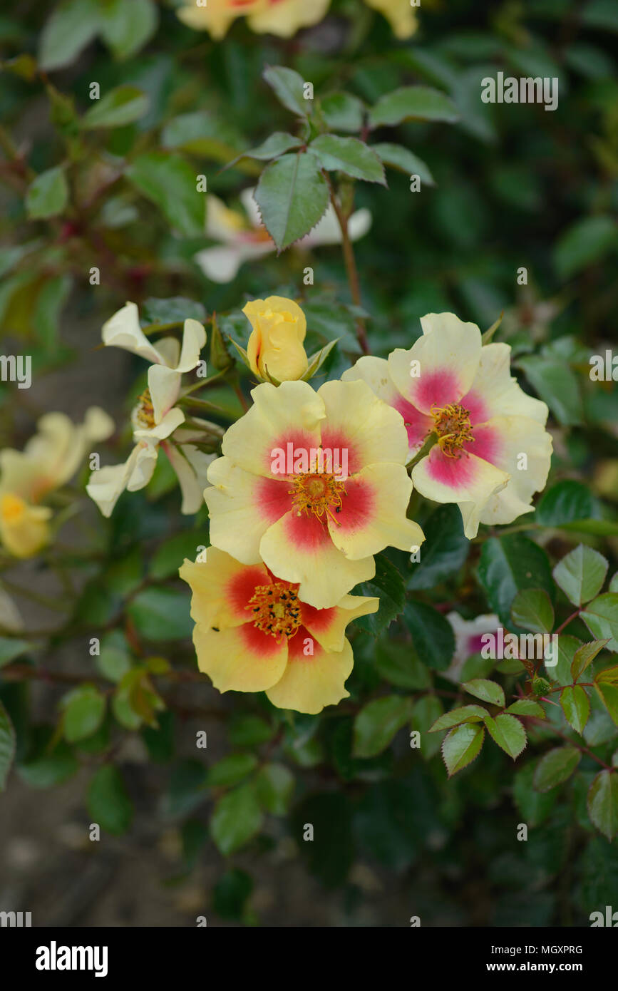 Rose Eye of the tiger Stock Photo - Alamy