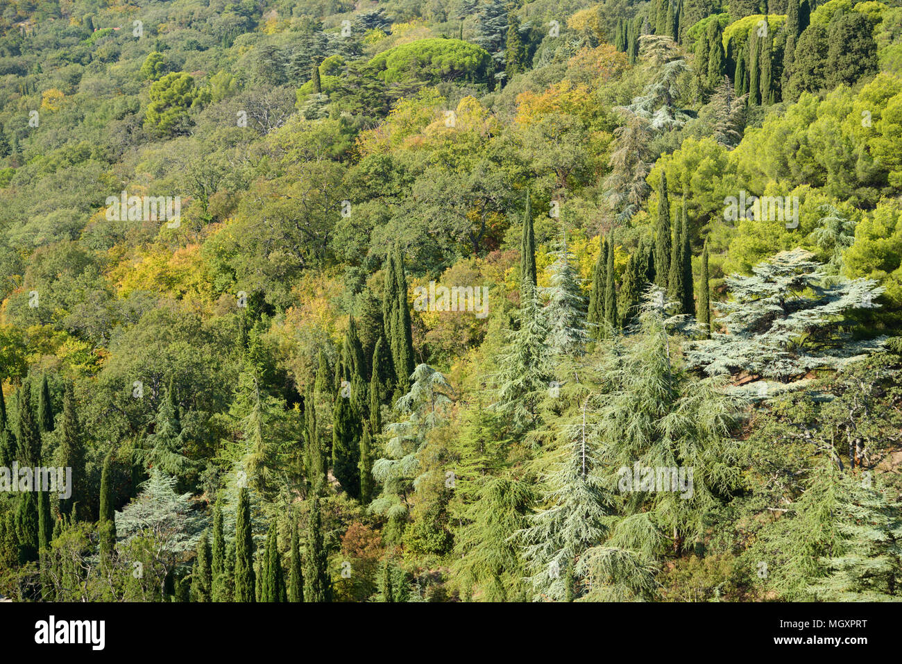 Autumn sub-tropical forest background Stock Photo - Alamy