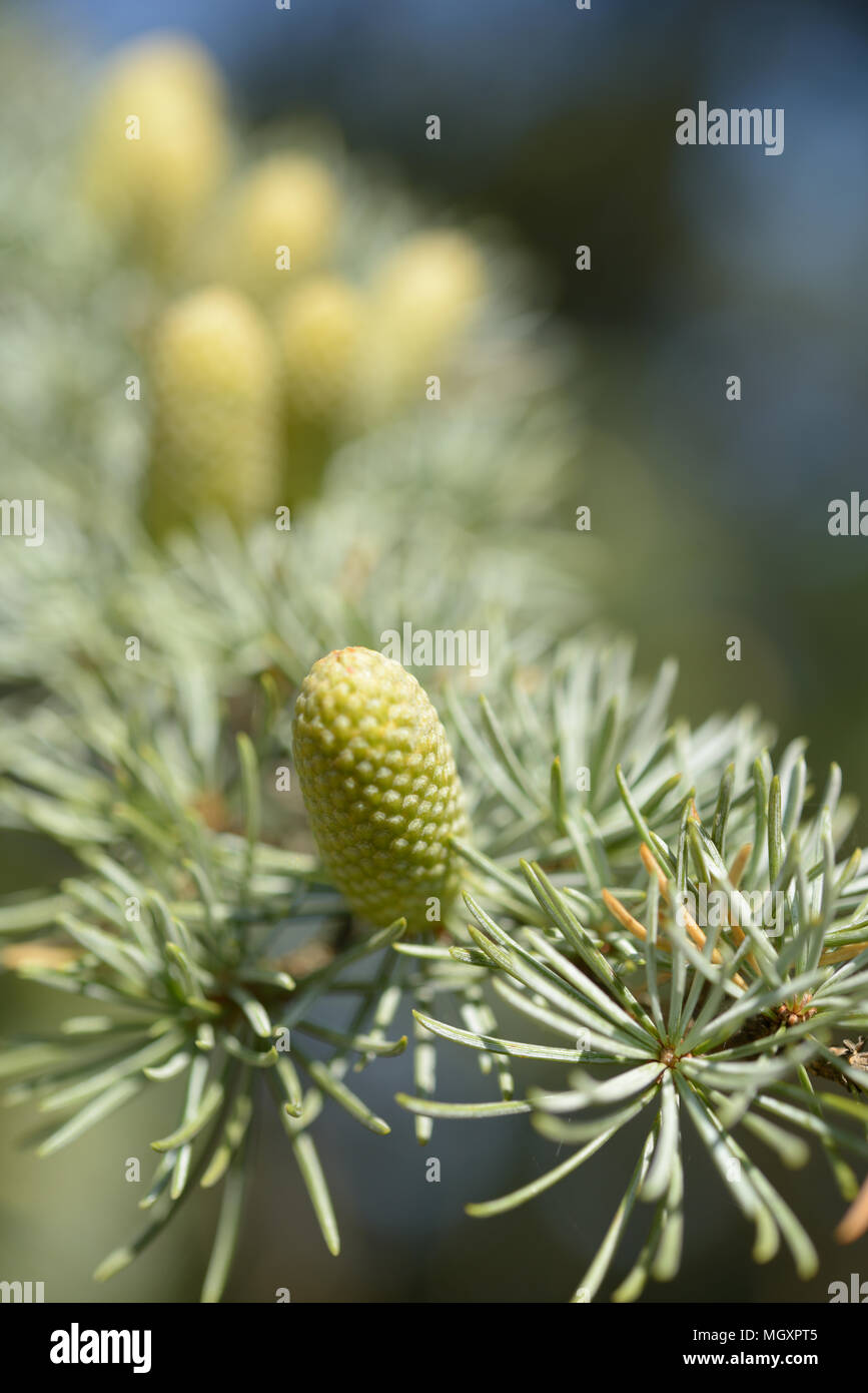 Cedar pollen hi-res stock photography and images - Alamy