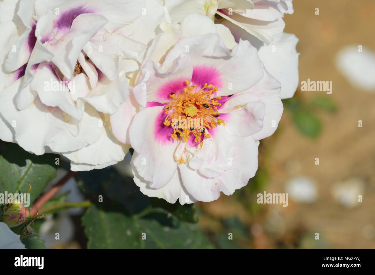 Rose Eyes for you Stock Photo - Alamy