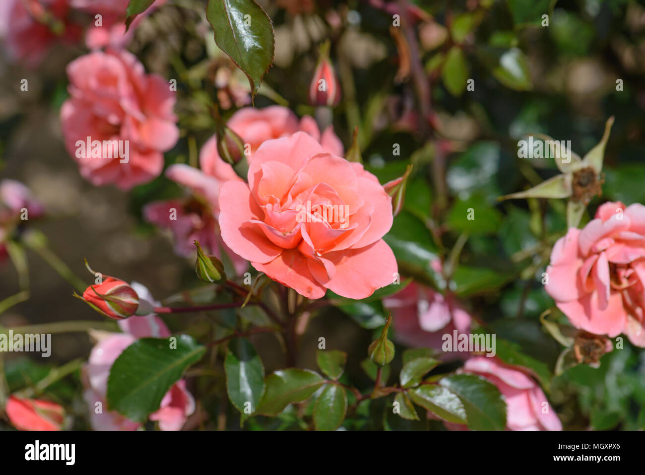 Rosa fascination hi-res stock photography and images - Alamy