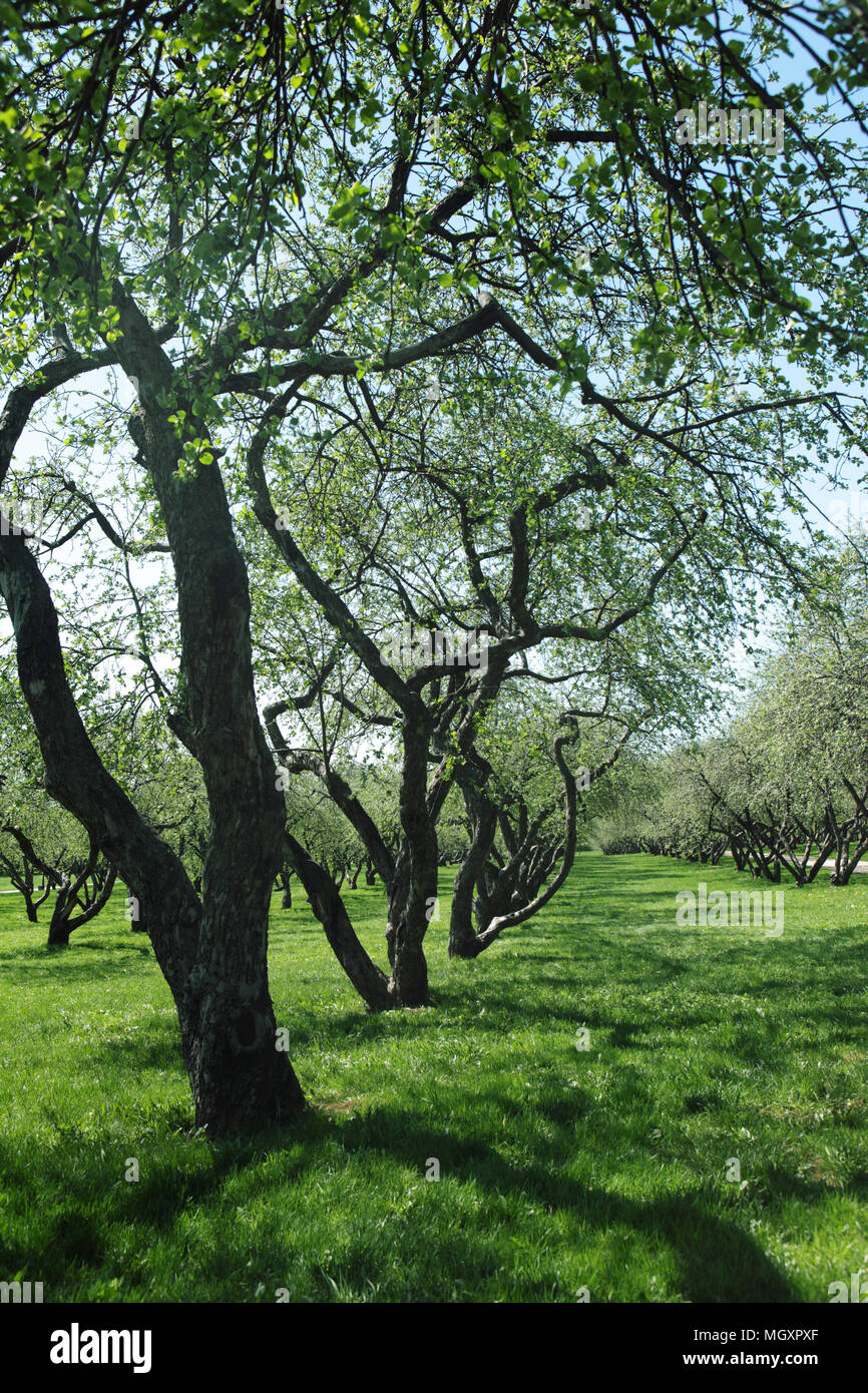 Apple garden in Kolomenskoye, Moscow, Russia Stock Photo - Alamy