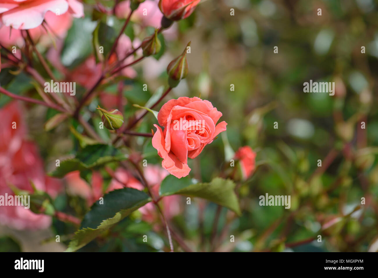 Fascination flower hi-res stock photography and images - Alamy