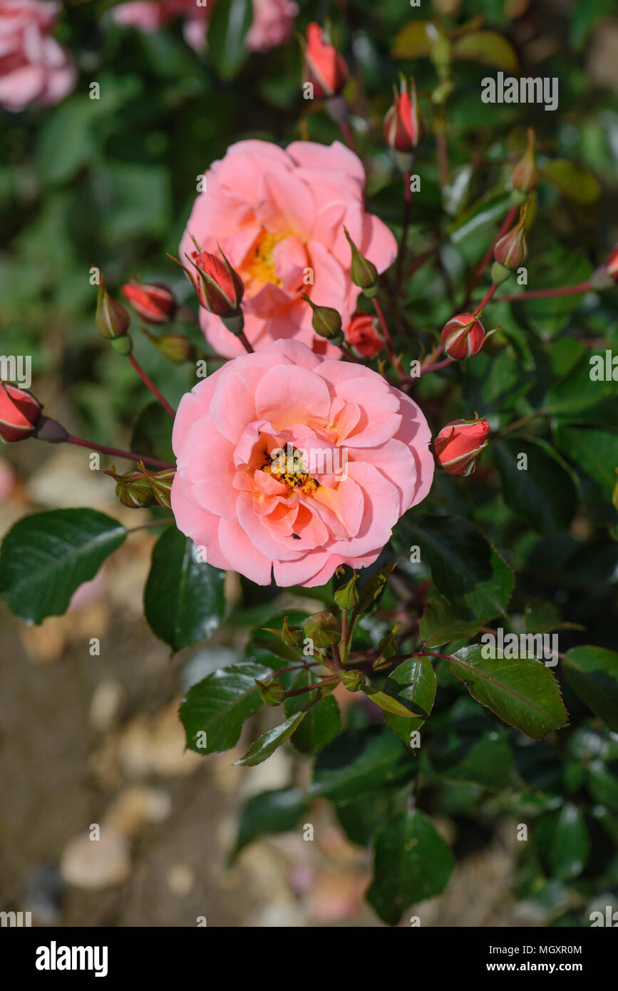 Rosa fascination hi-res stock photography and images - Alamy