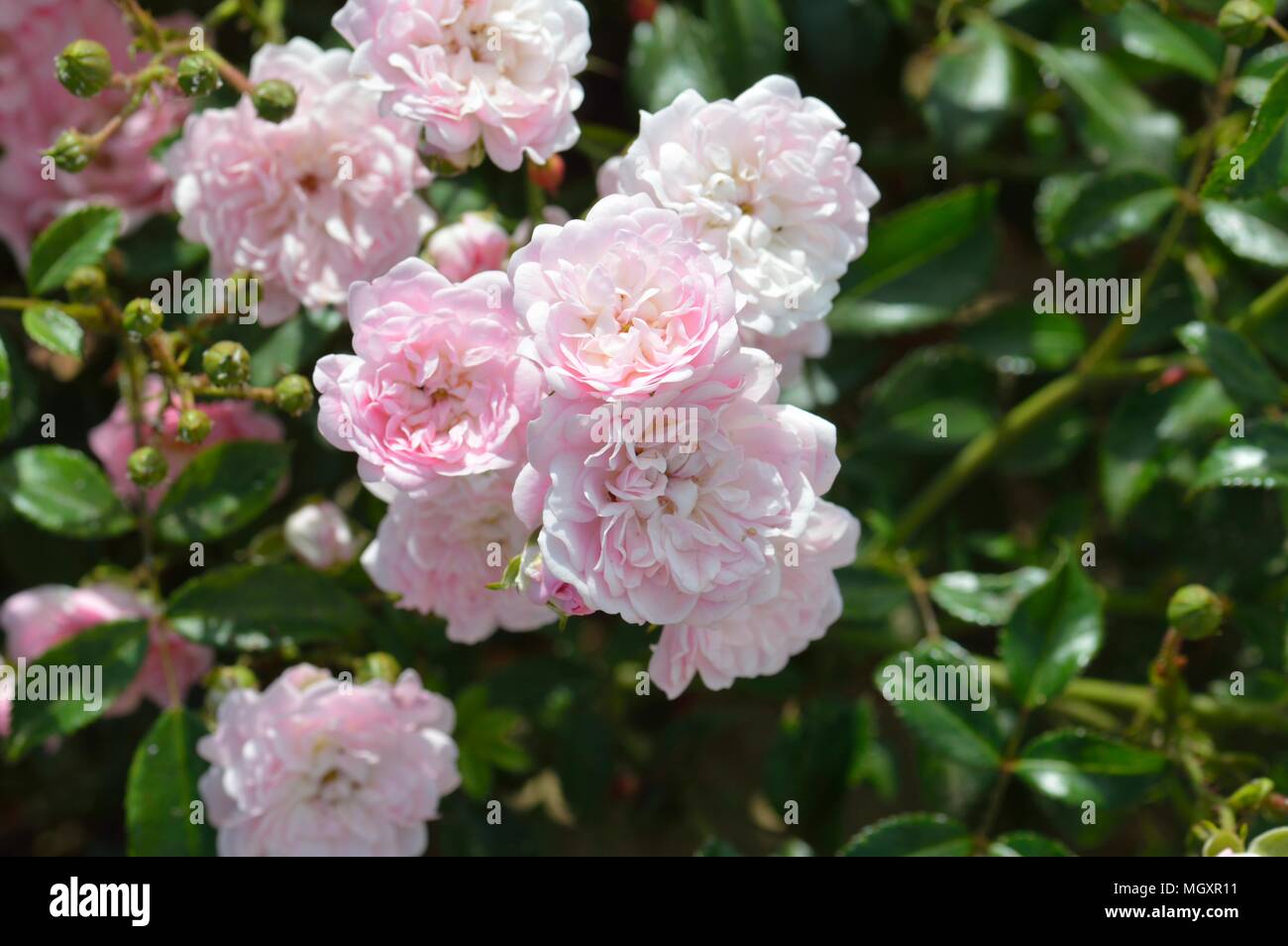 Rose Fairy Rose Stock Photo - Alamy