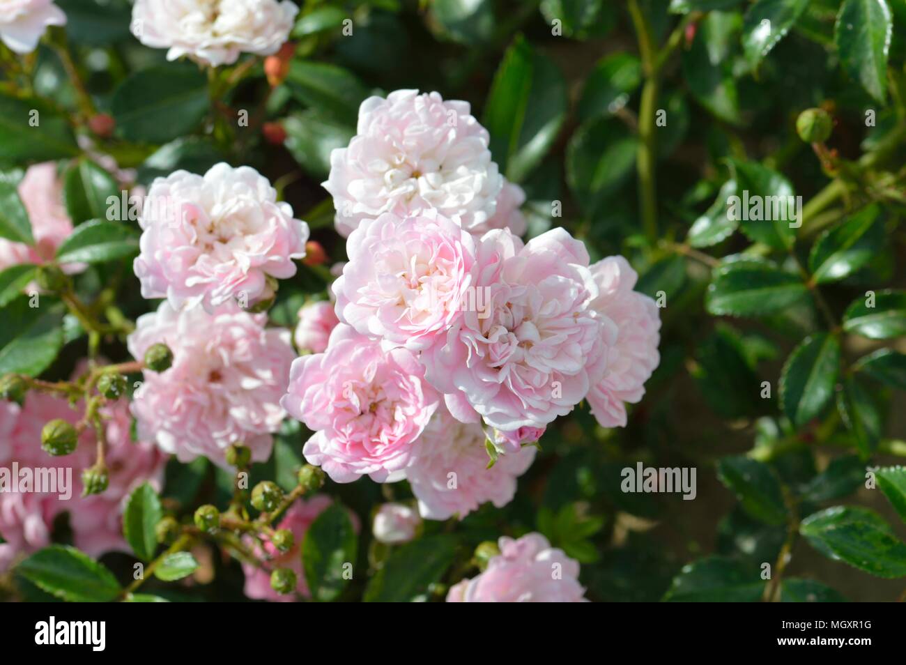 Rose Fairy Rose Stock Photo - Alamy