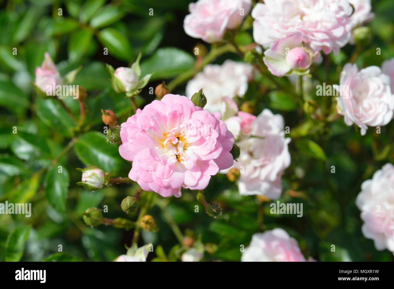 Rose Fairy Rose Stock Photo - Alamy