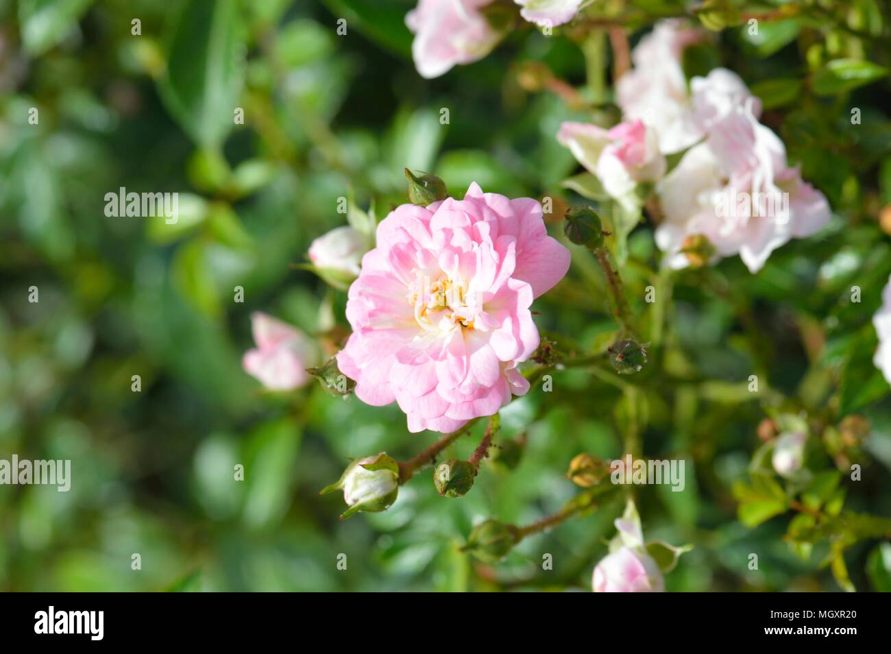 Rose Fairy Rose Stock Photo - Alamy