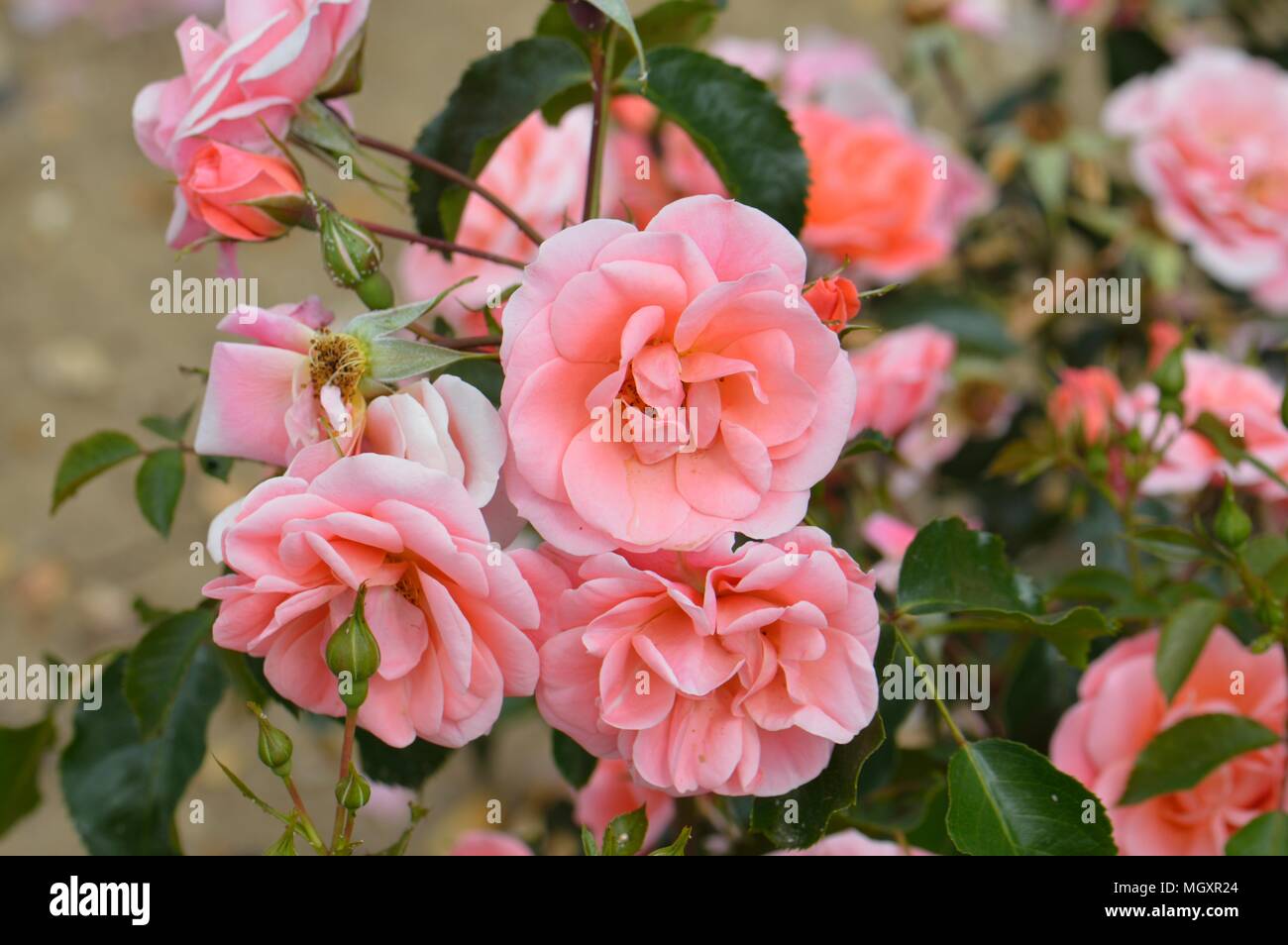 Jasmina rose hi-res stock photography and images - Alamy