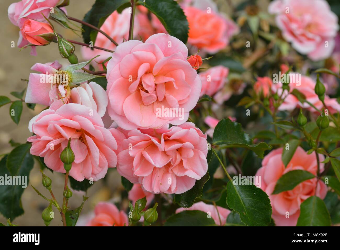 Rosa fascination hi-res stock photography and images - Alamy