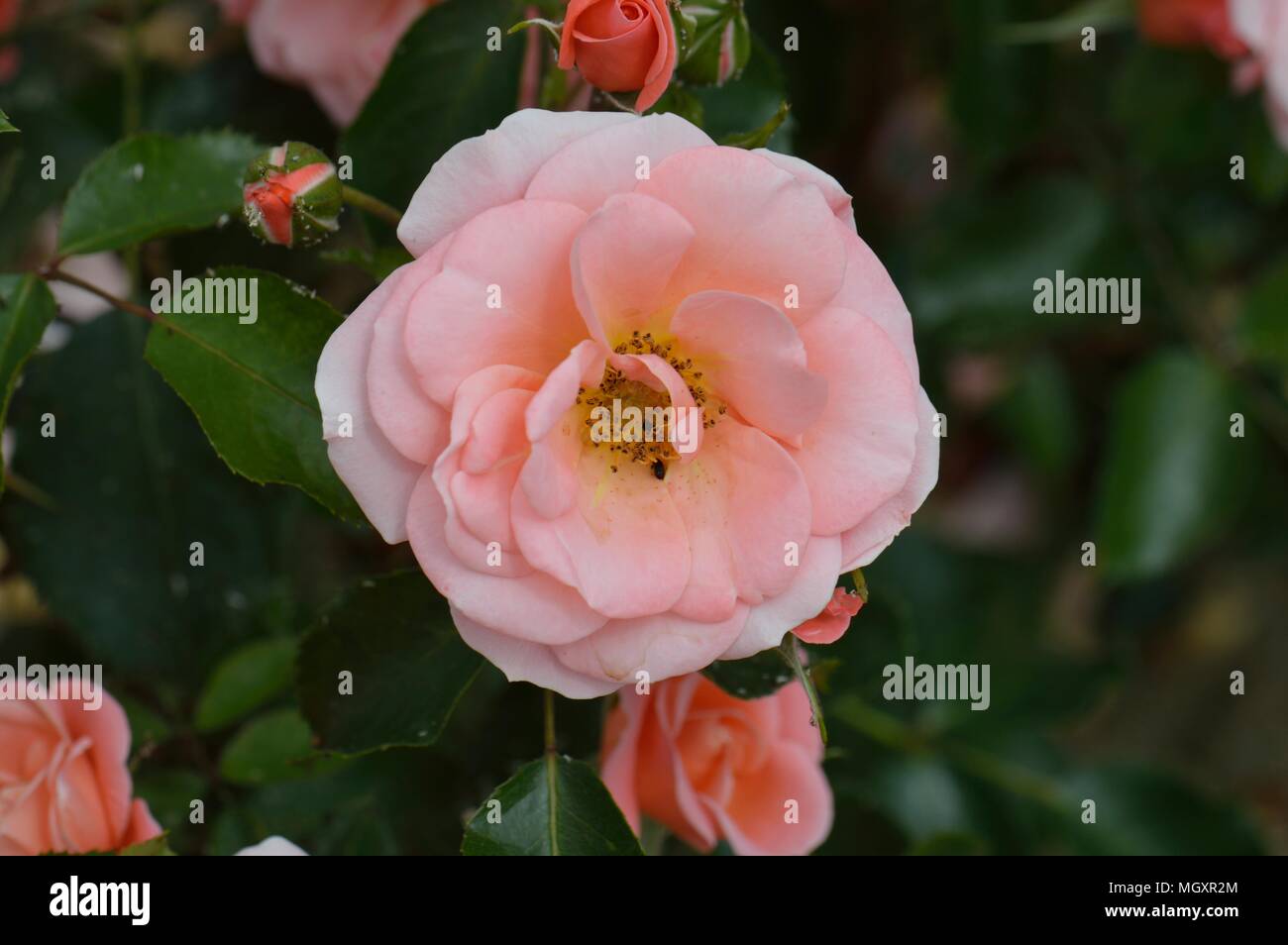 Rosa fascination hi-res stock photography and images - Alamy