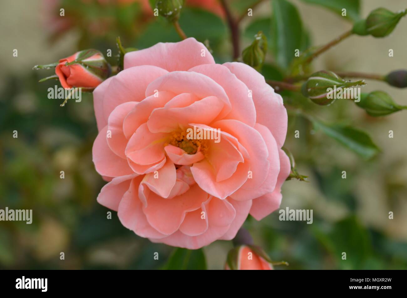 Rosa fascination hi-res stock photography and images - Alamy