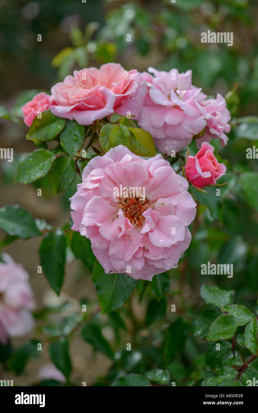 Rose Festive jewel Stock Photo - Alamy