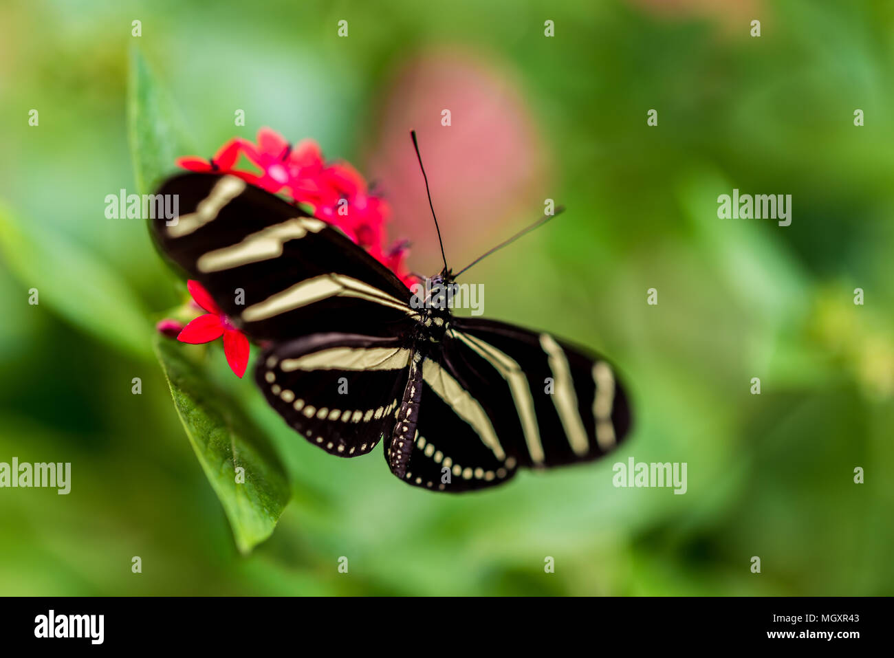Butterfly in the nature on flower Stock Photo - Alamy