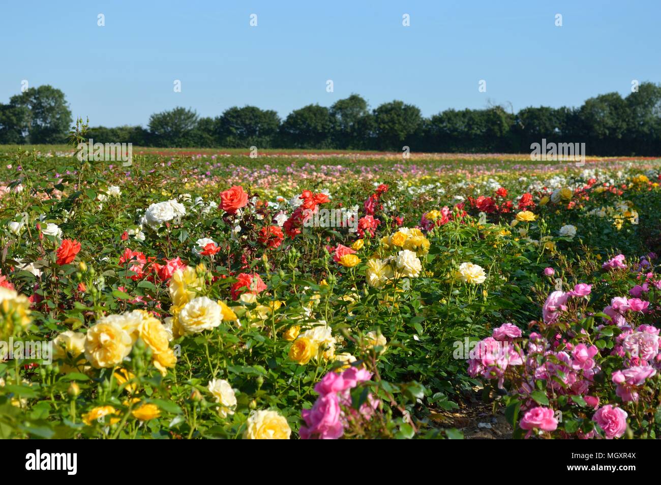 Rose Field, Field of roses in England Stock Photo - Alamy