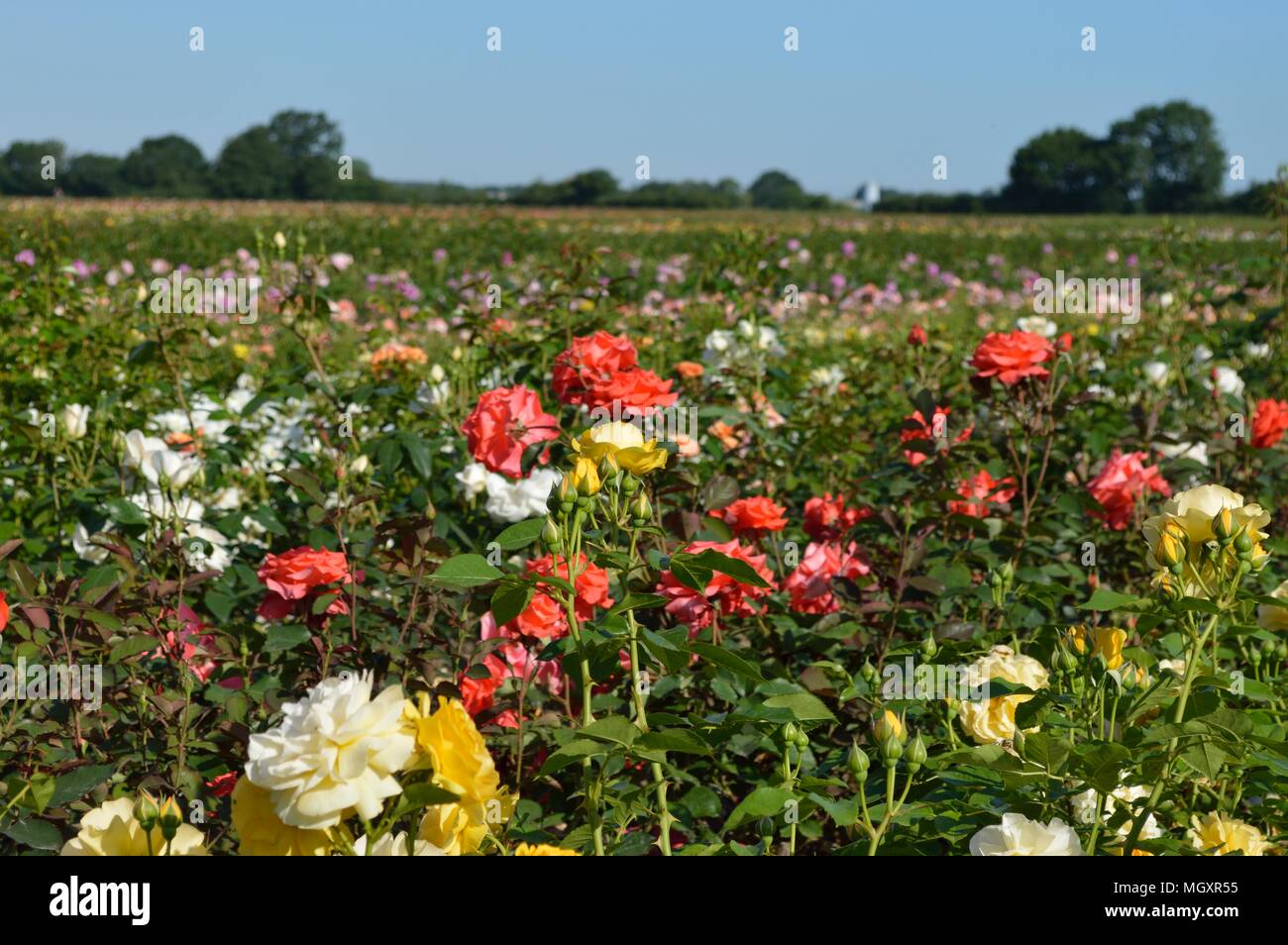 Rose Field, Field of roses in England Stock Photo - Alamy