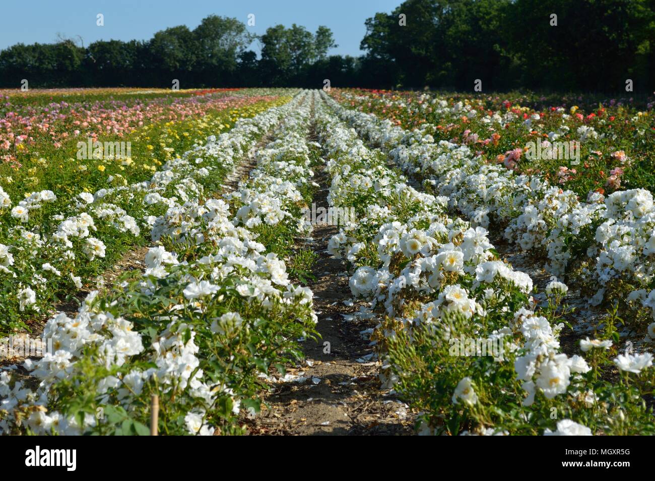 Rose Field, Field of roses in England Stock Photo - Alamy