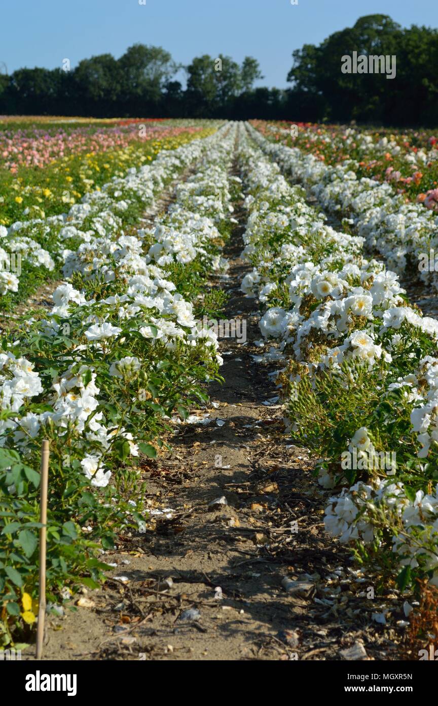 Rose Field, Field of roses in England Stock Photo - Alamy