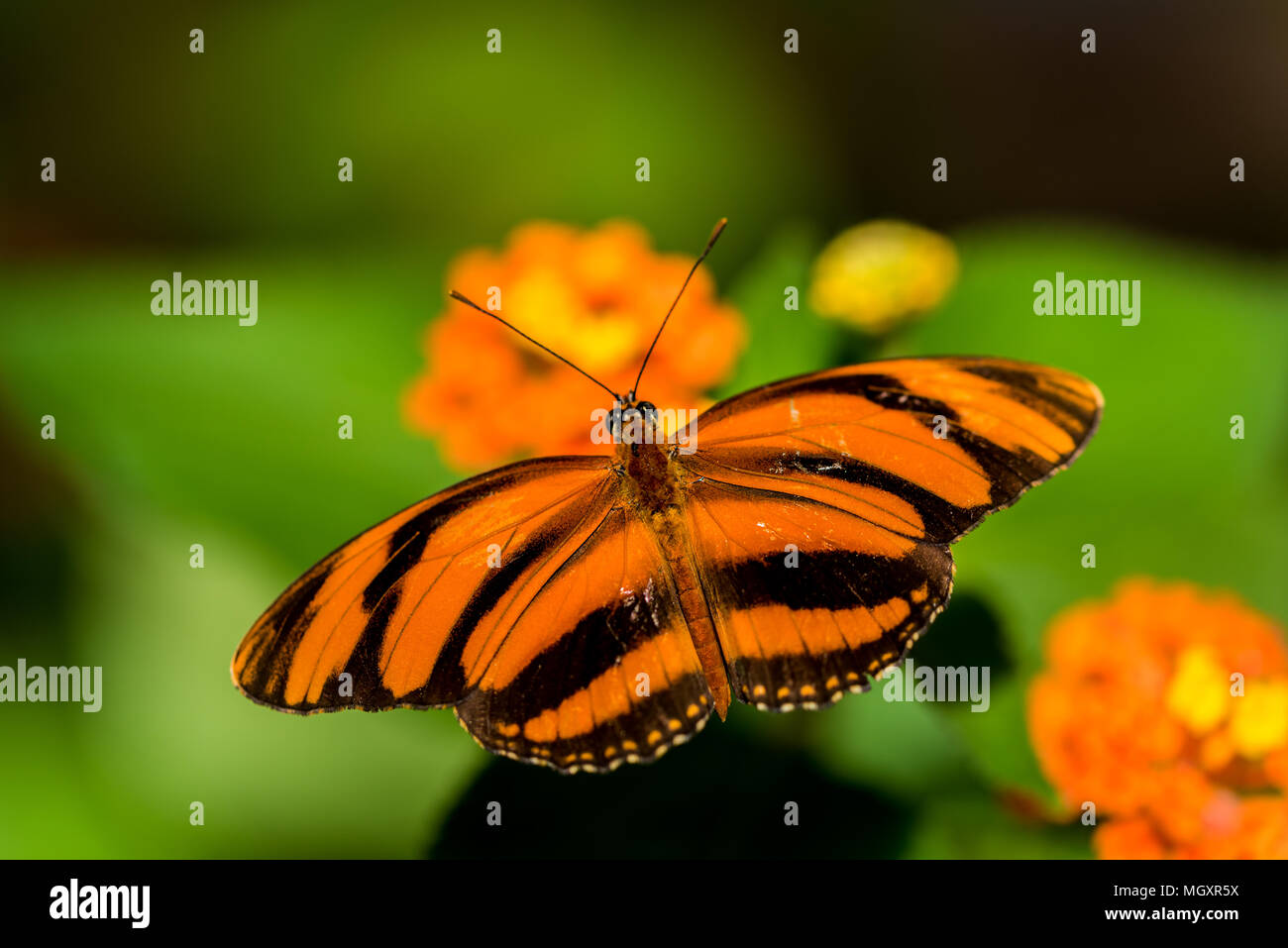 Butterfly in the nature on flower Stock Photo - Alamy