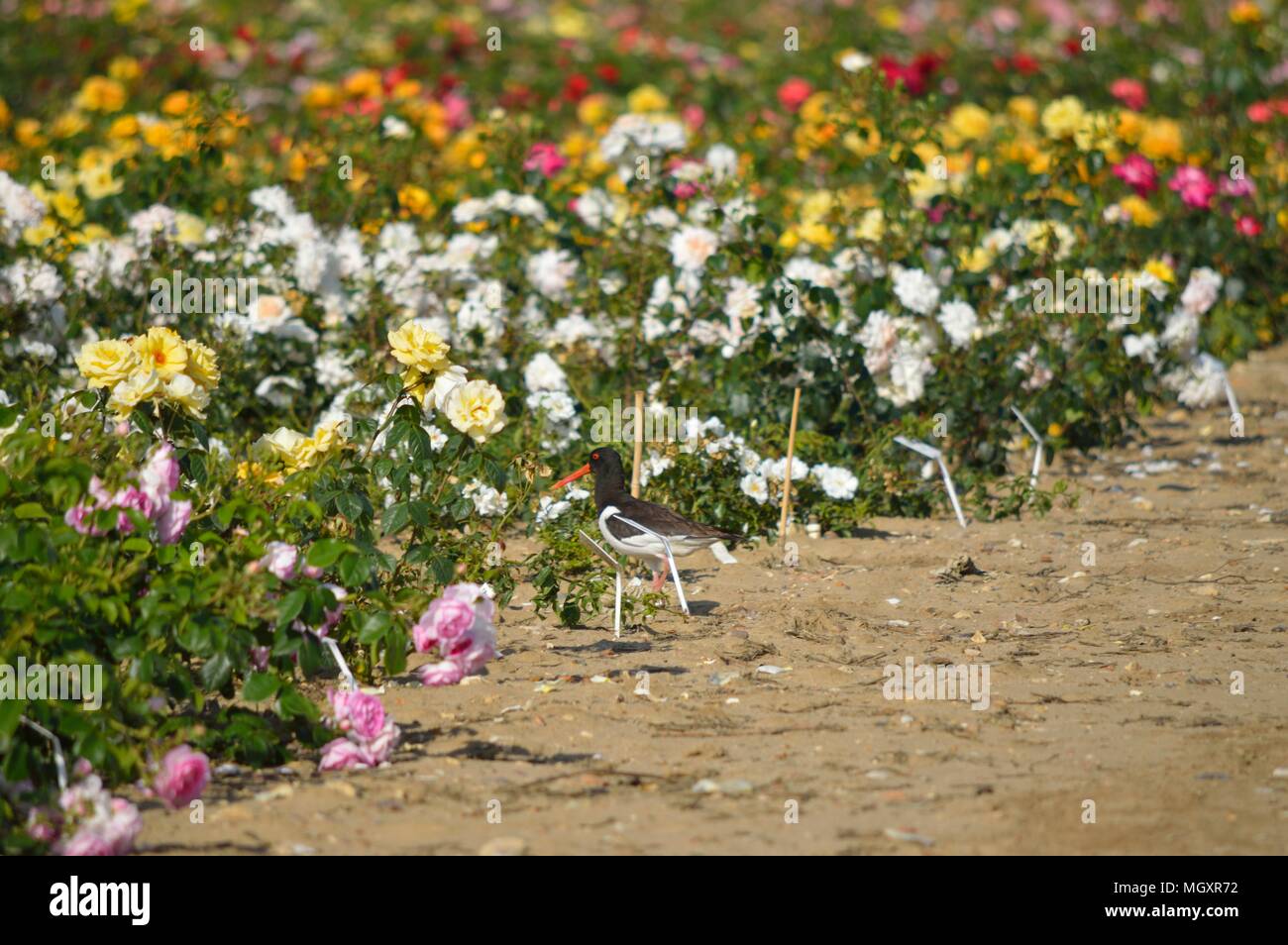 Rose Field, Field of roses in England Stock Photo - Alamy